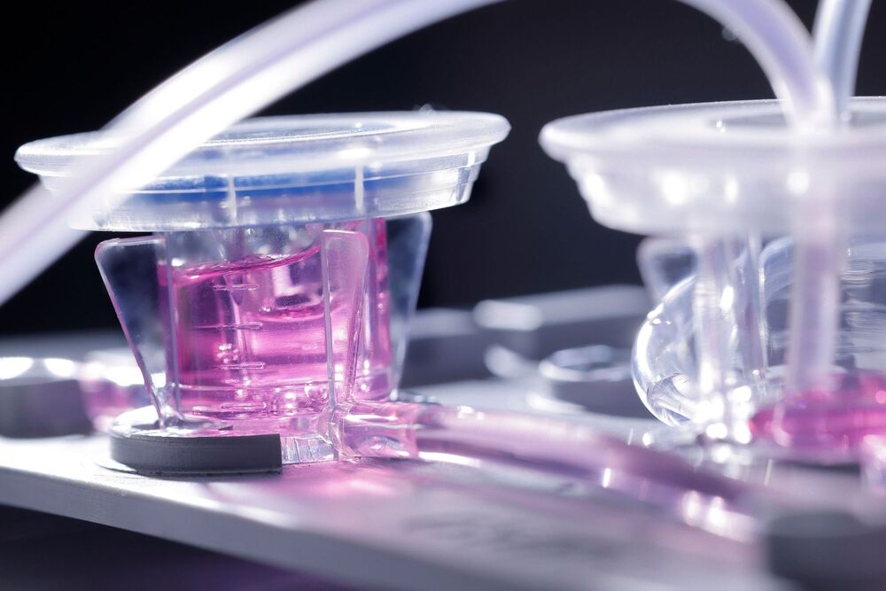 Gut On Chip: discover our device | React4life