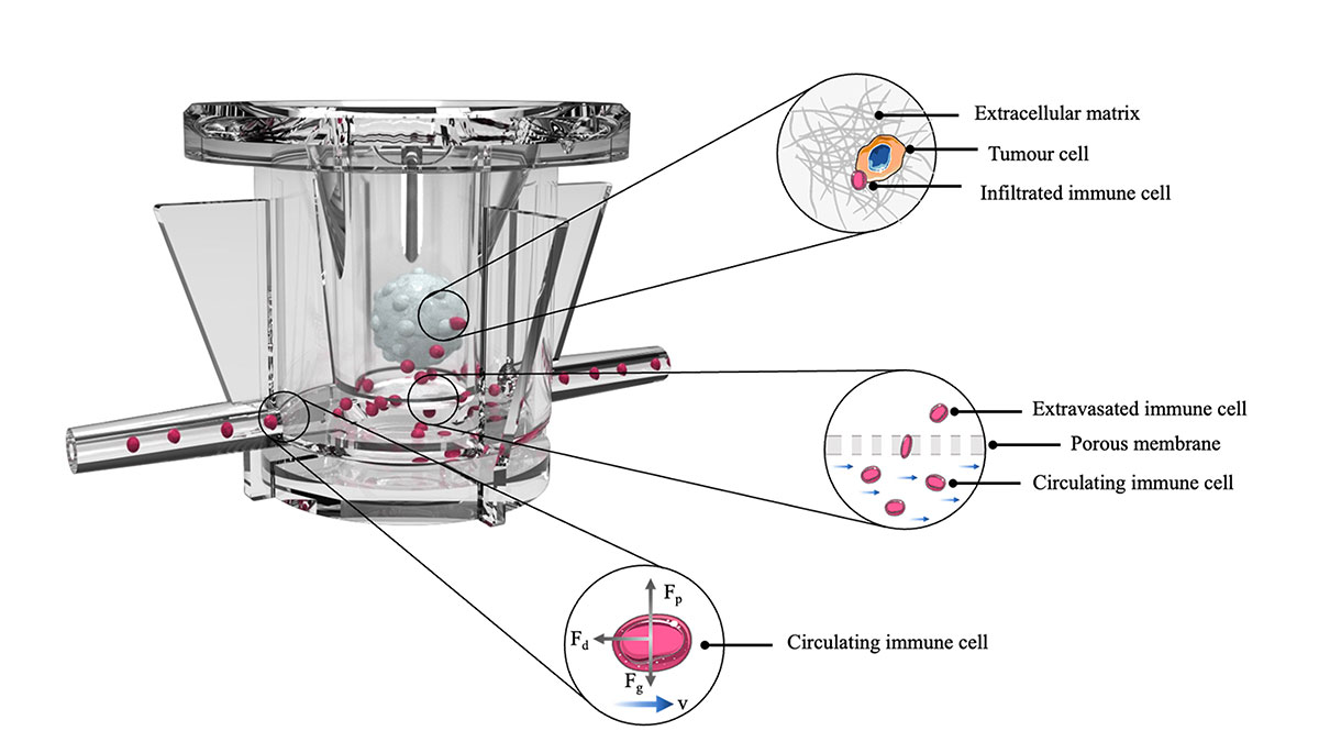 Multi-organ-on-chip platform for immuno oncology studies