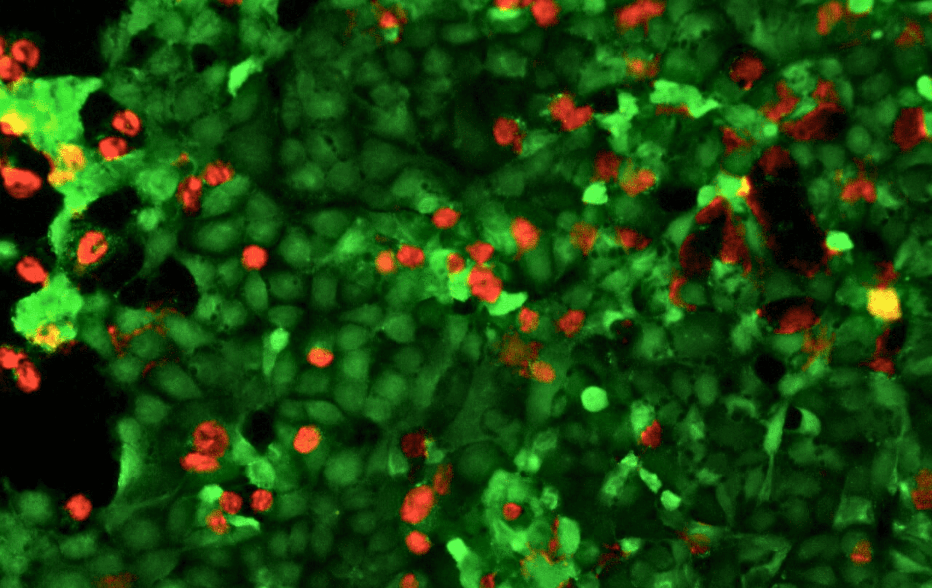 Predict life on a chip | React4life