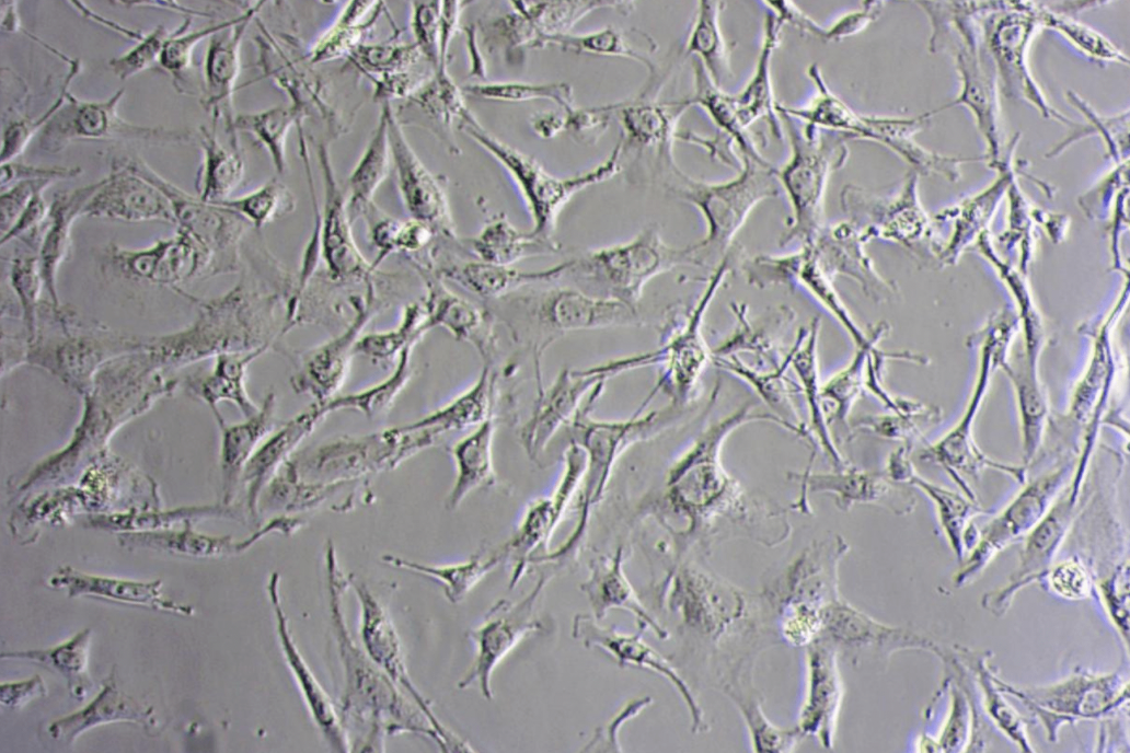 Cancer on Chip: Innovative Cancer Research | React4life