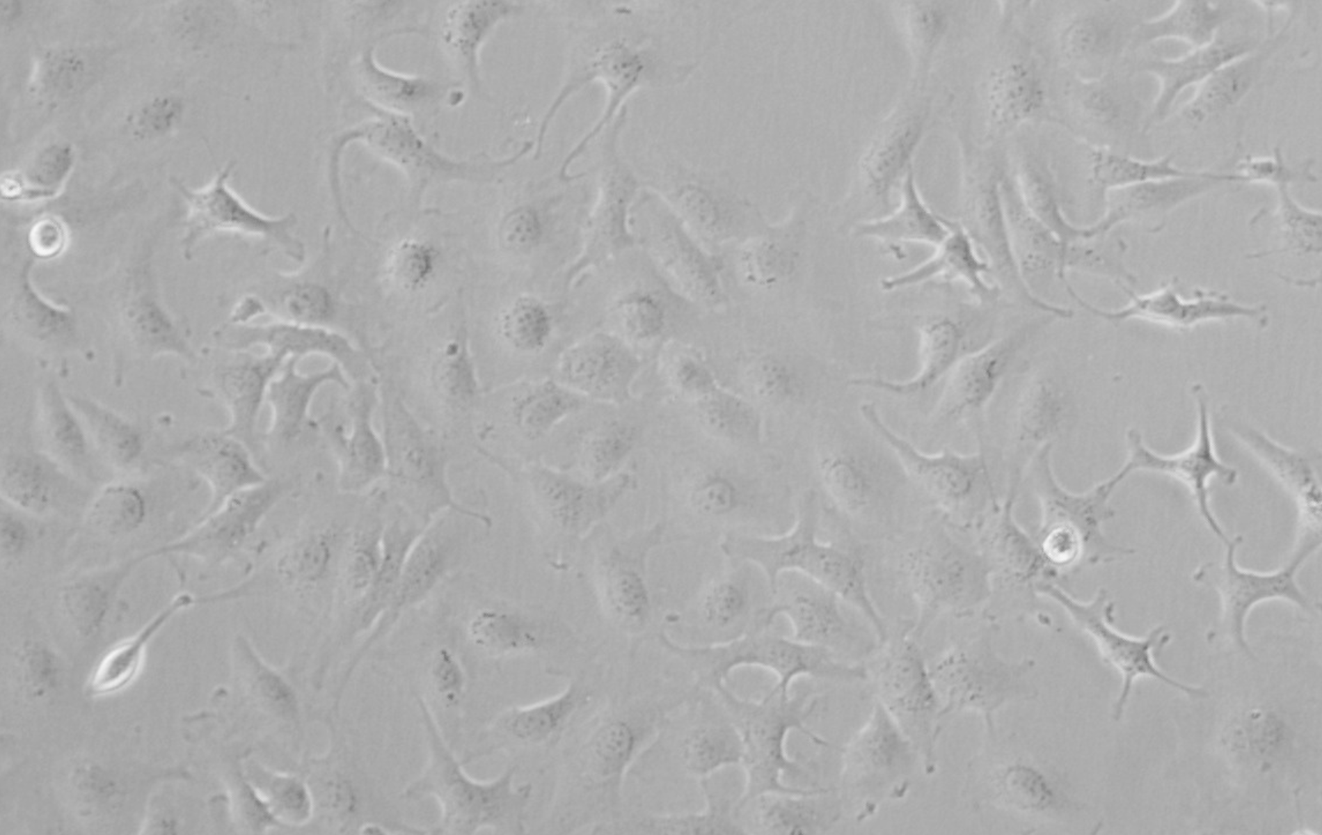 A novel Skin-on-Chip Model for permeation and absorption studies