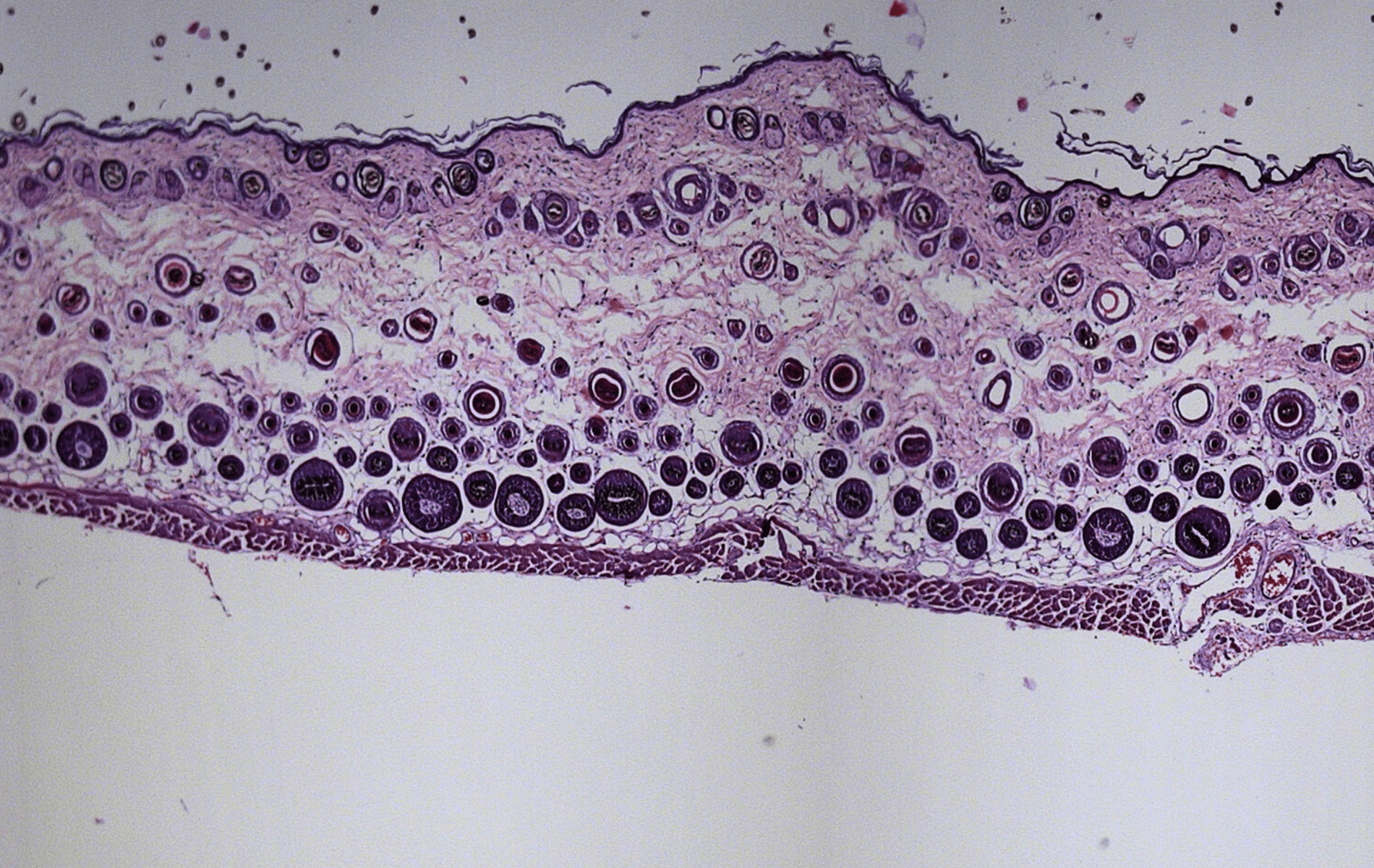 Predict life on a chip | React4life