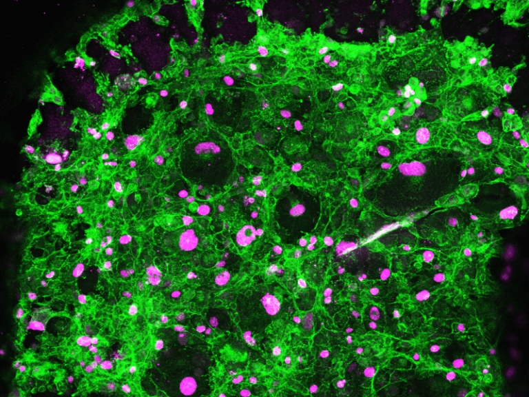 Drug Efficacy Assay | React4Life