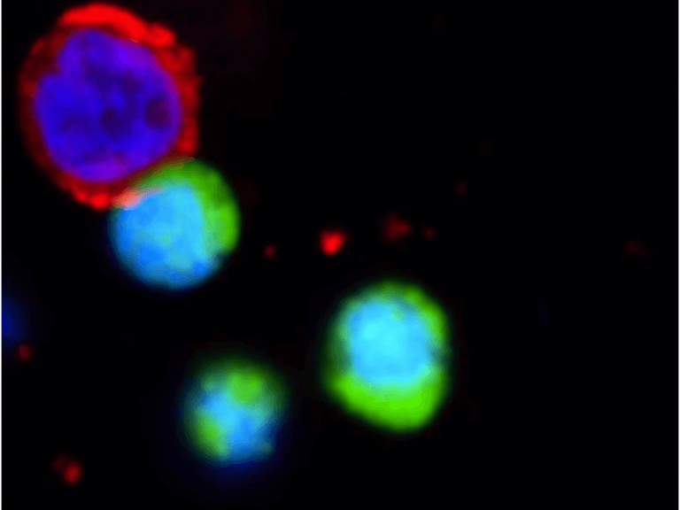 Immune Cells Infiltration Assay | React4Life