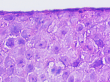 SKIN Wound Healing Assay | React4Life