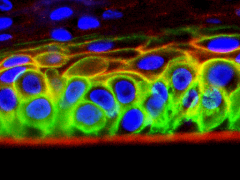 Skin Hydration MIVO® Technology Assay | React4Life